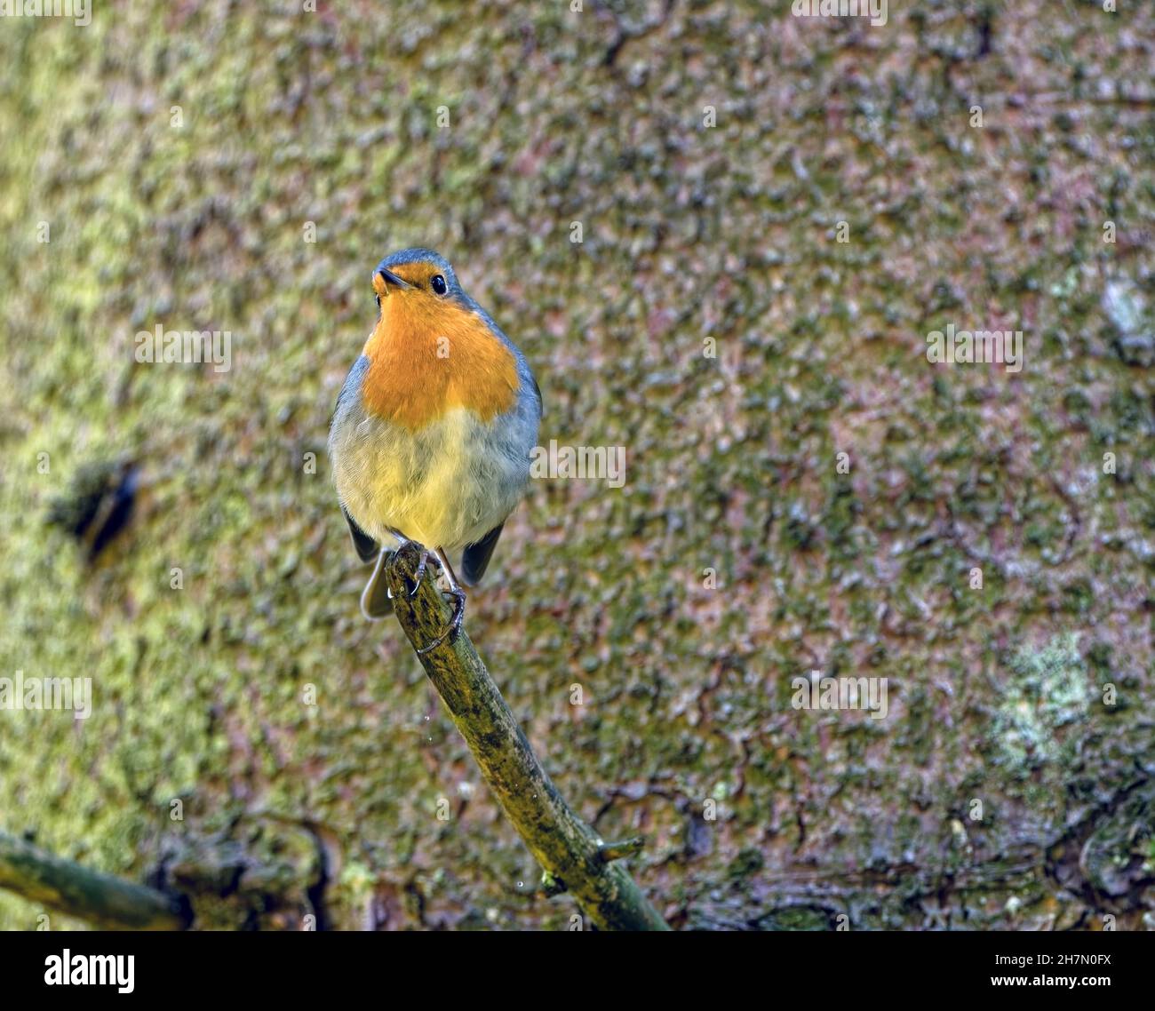 European robin (Erithacus rubecula) with a special feature, the belly ...