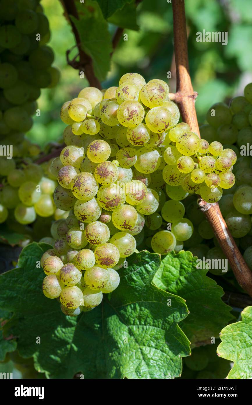 Sort riesling hi-res stock photography and images - Alamy
