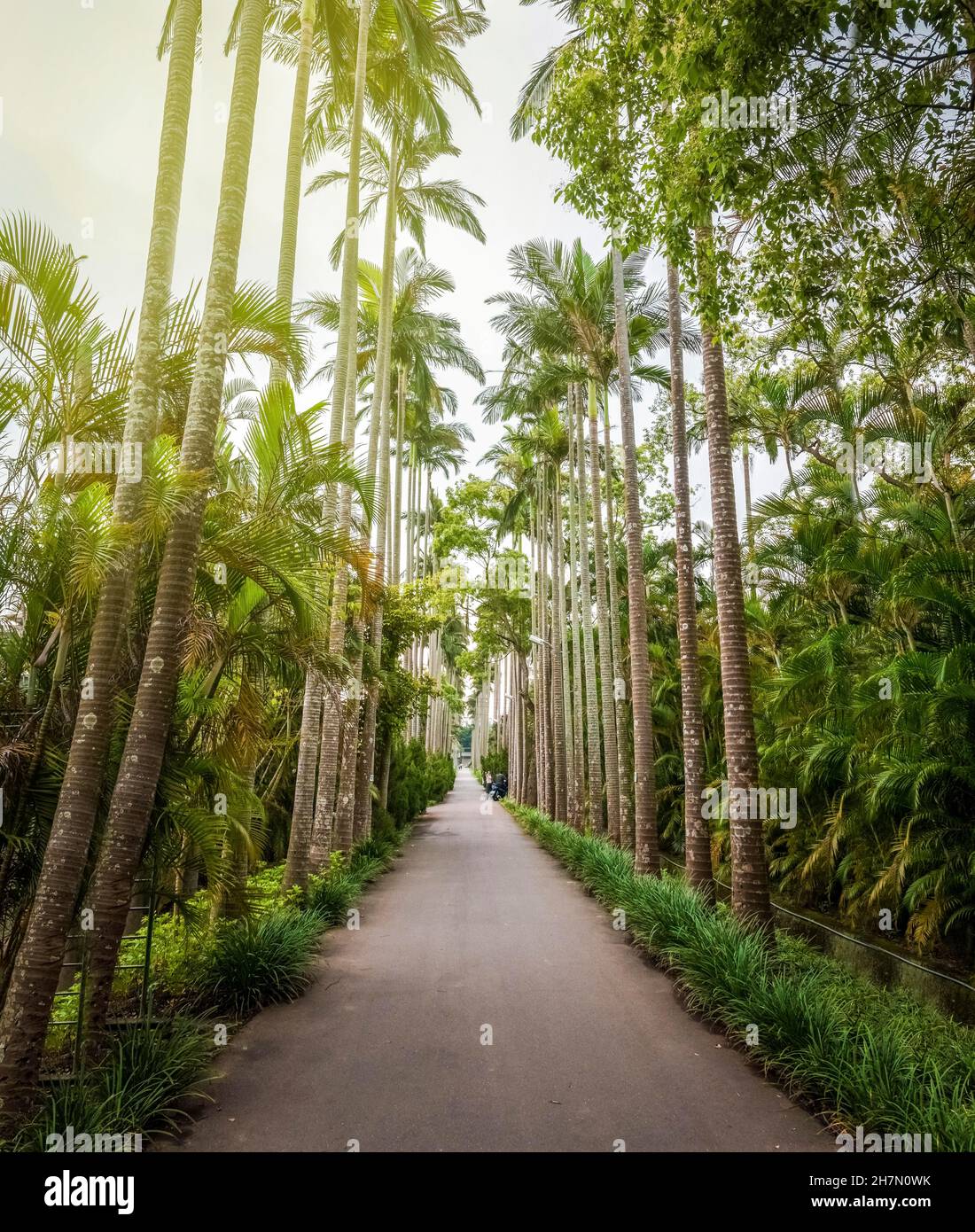 Path surrounded by palm trees, path of palm trees New Zeland Stock ...