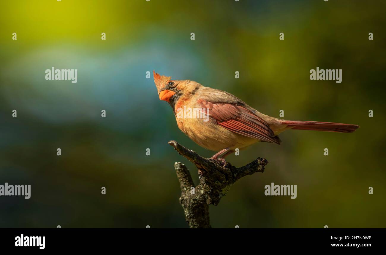 Small bird posing on a twig with blur background, Mexican finch ...