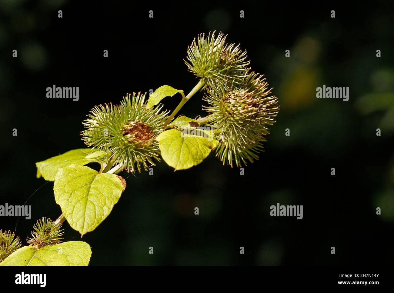 Burdock fruit hi-res stock photography and images - Alamy