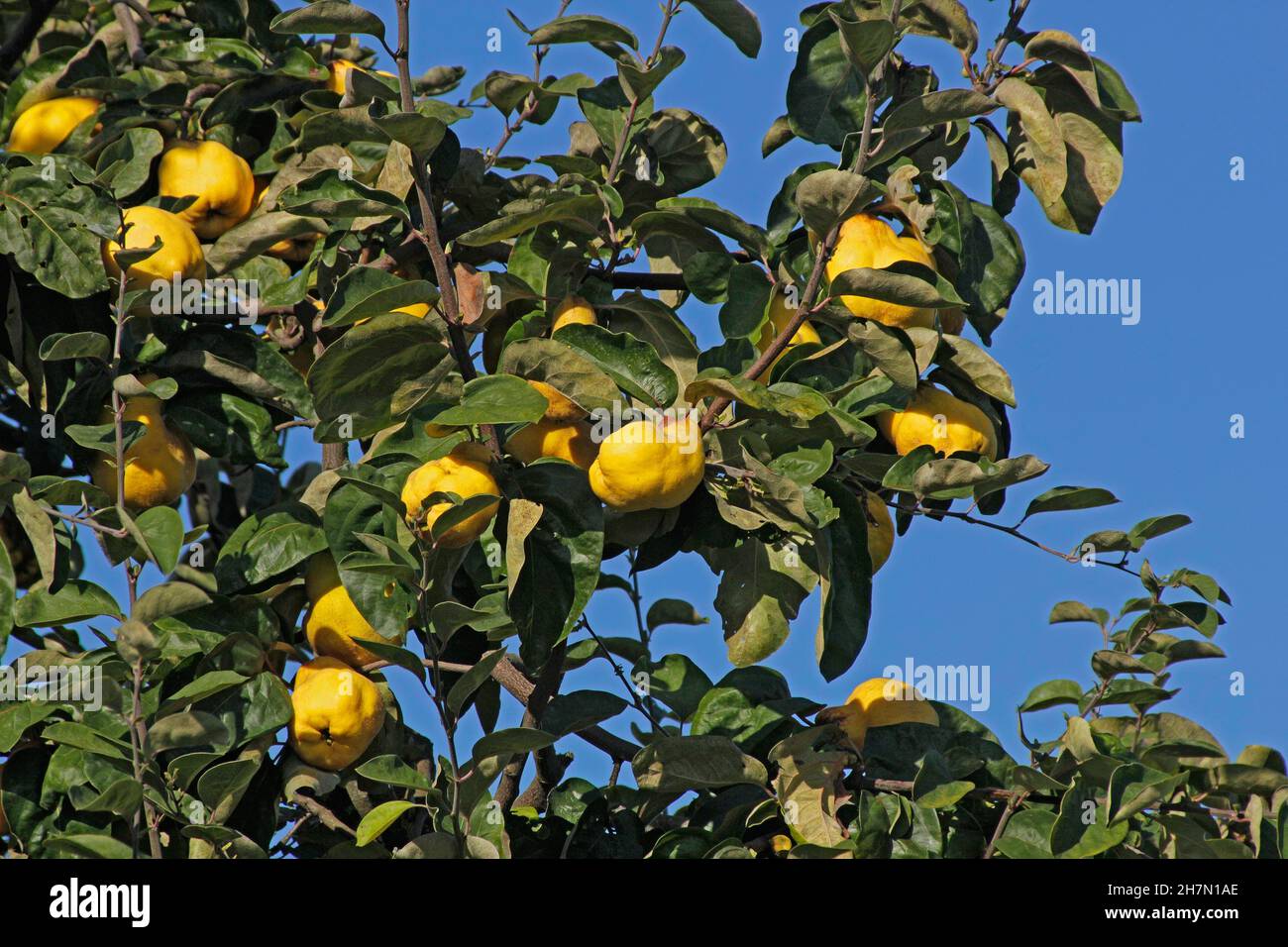Cydonia vulgaris hi-res stock photography and images - Alamy
