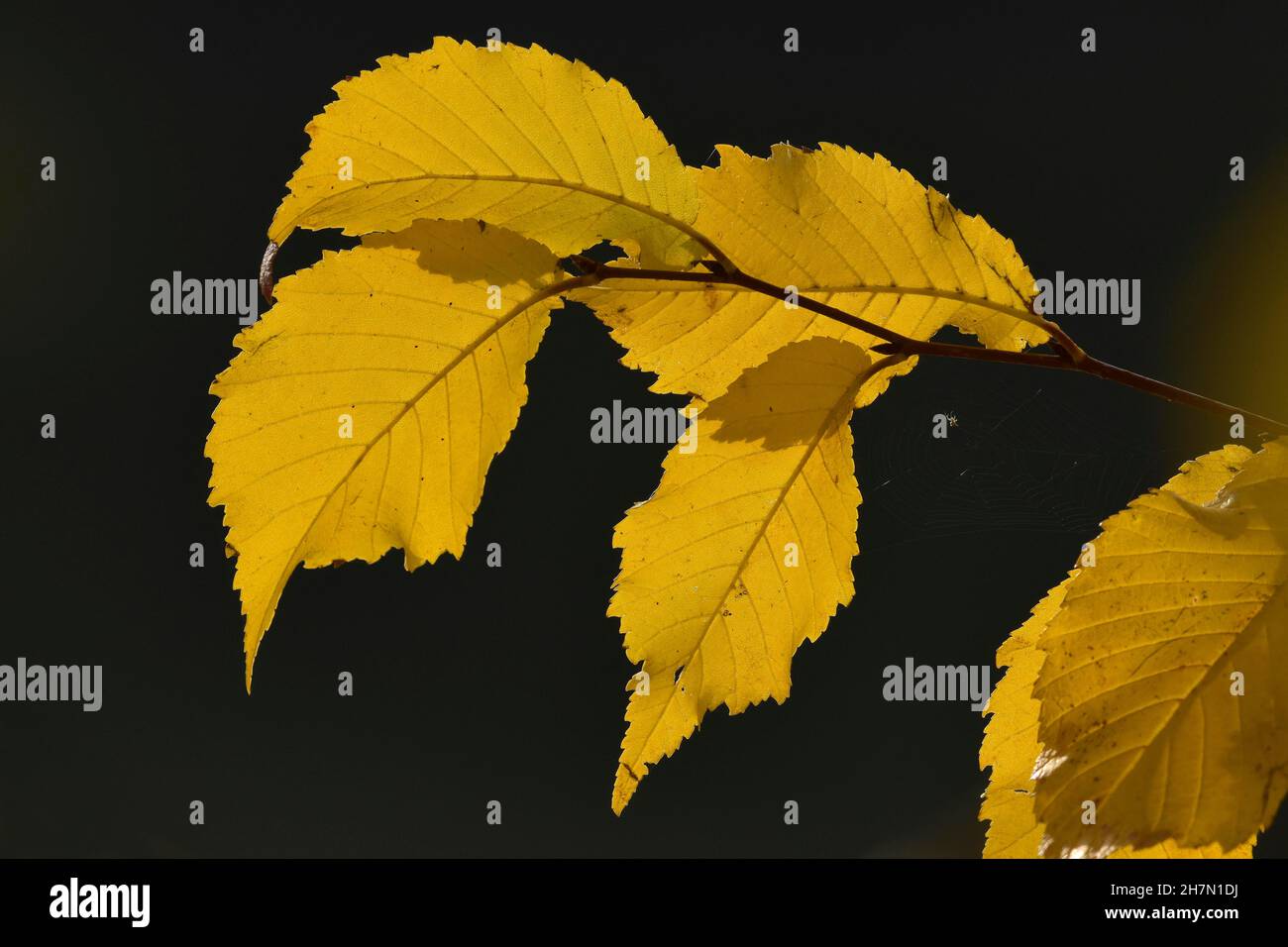 Alnus incana leaf hi-res stock photography and images - Alamy
