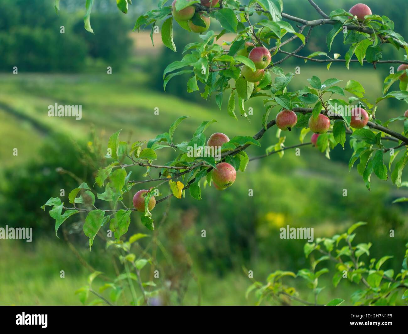 Wild service tree fruit in hi-res stock photography and images - Alamy