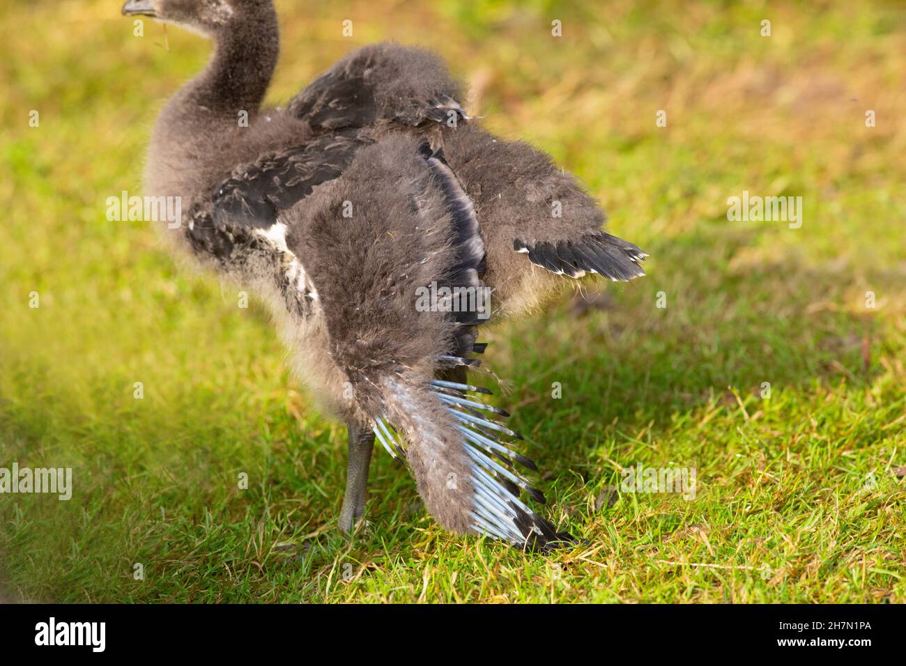 Red-breasted Goose (Branta ruficollis). Immature, juvenile bird ...