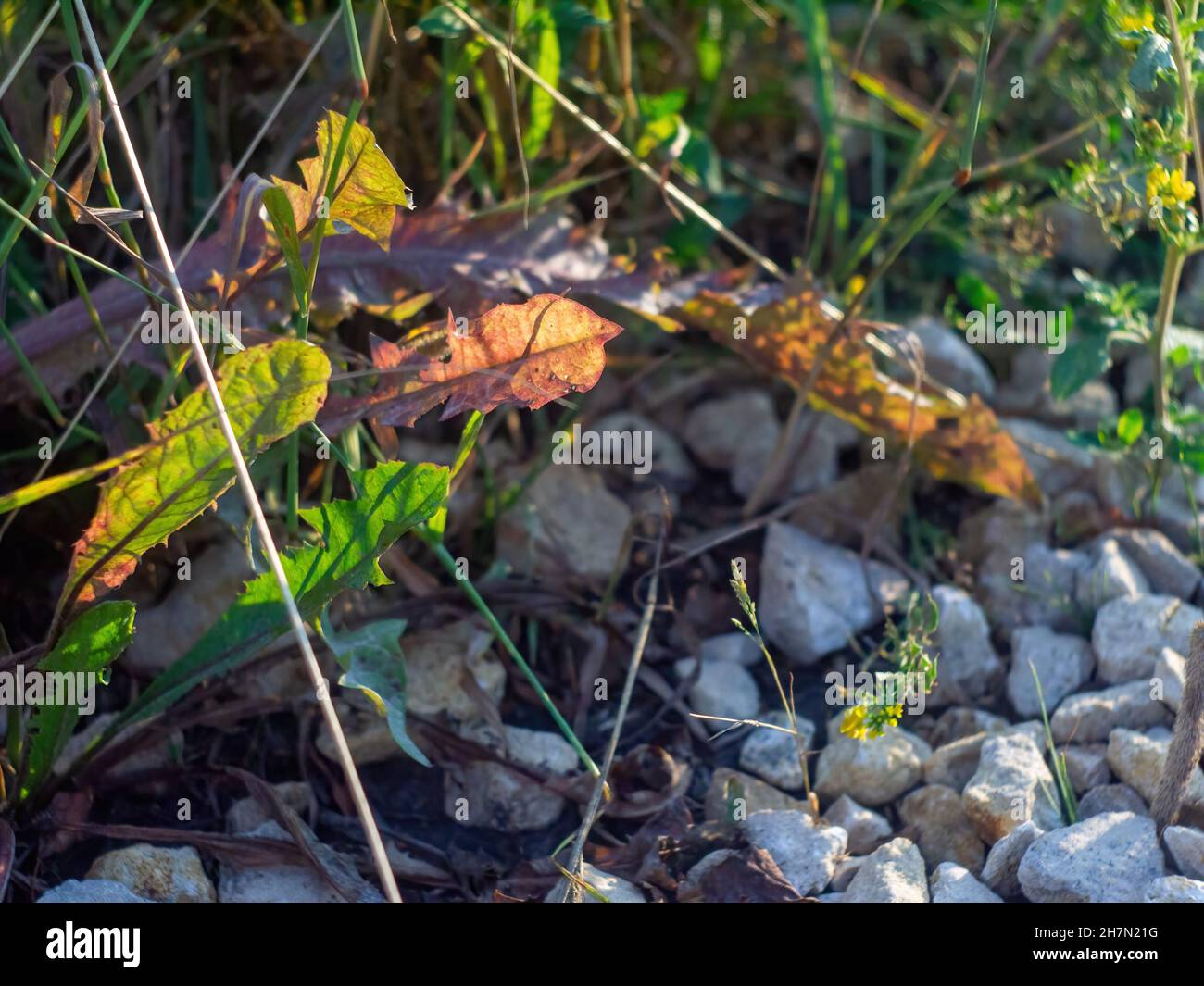 roadside grass in sunset light, summer Stock Photo - Alamy