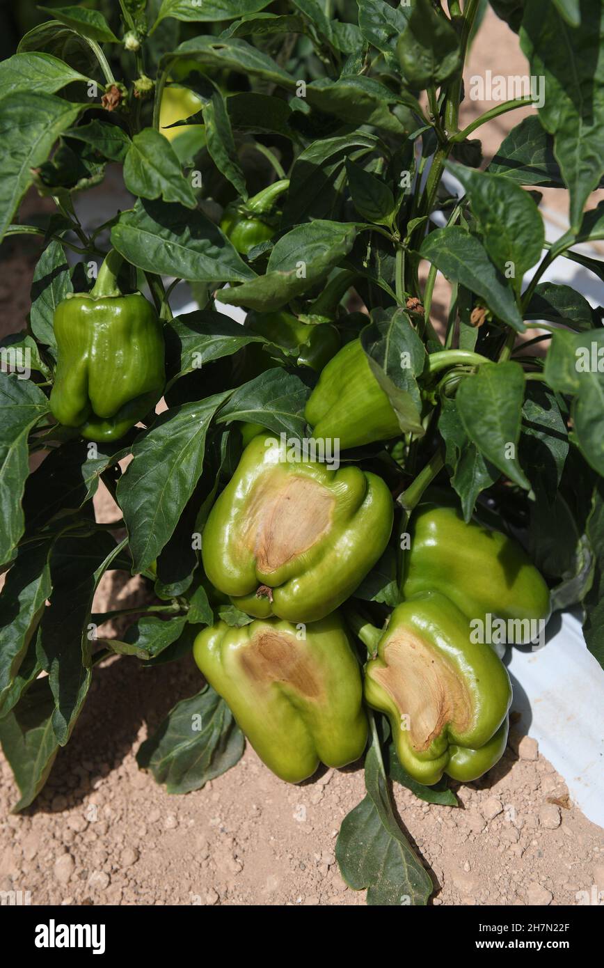 Crops are damaged from a heat wave which destroyed most of the peppers ...