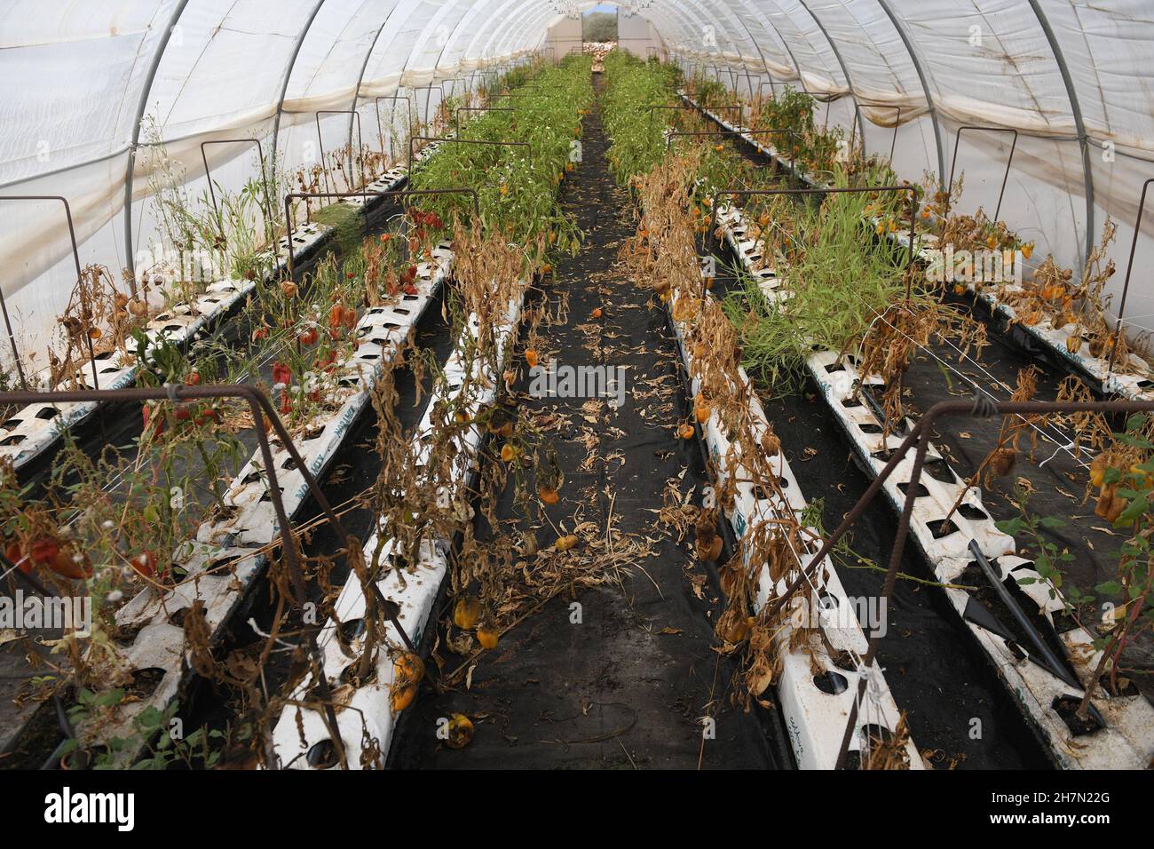 Crops are damaged from a heat wave which destroyed most of the peppers ...