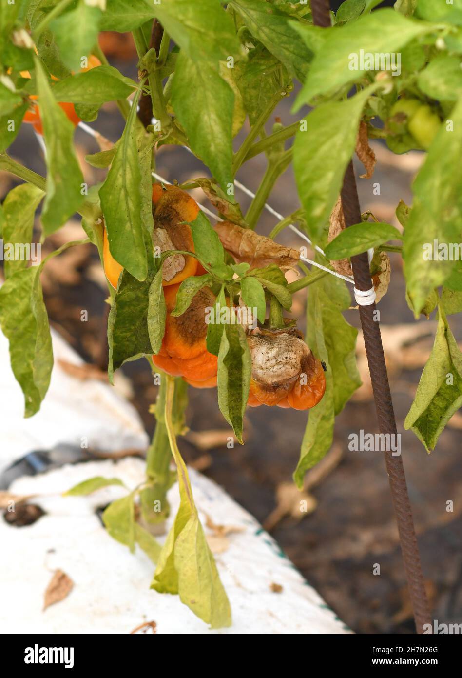 Crops are damaged from a heat wave which destroyed most of the peppers ...