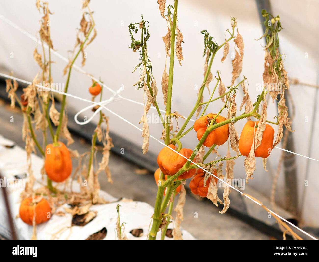 Crops are damaged from a heat wave which destroyed most of the peppers ...