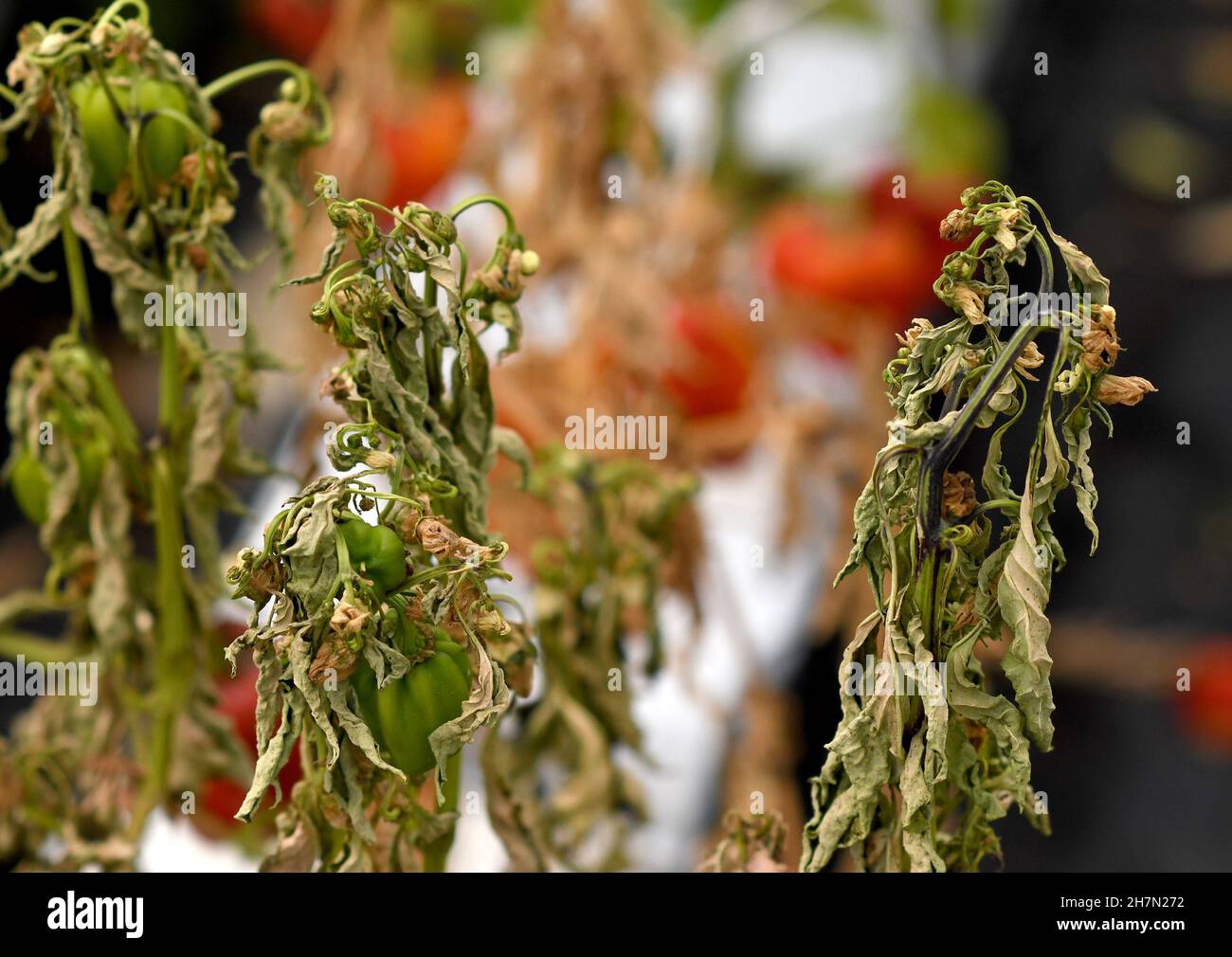 Crops are damaged from a heat wave which destroyed most of the peppers ...