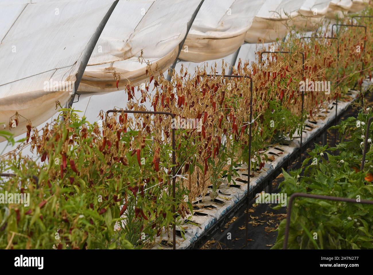 Crops are damaged from a heat wave which destroyed most of the peppers ...