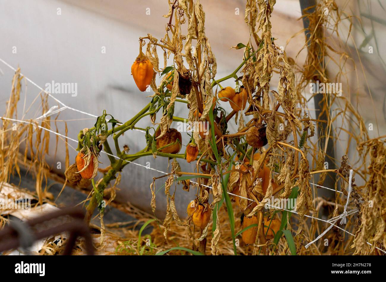Ruined food crops hi-res stock photography and images - Alamy