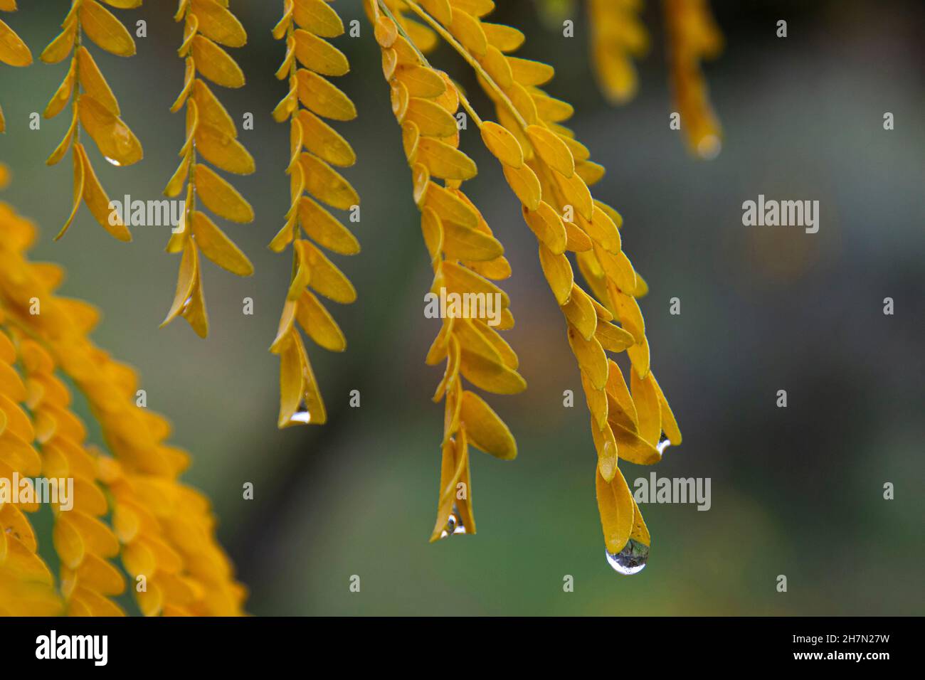 Yellow autumn leaves of acacia in the rain Stock Photo - Alamy