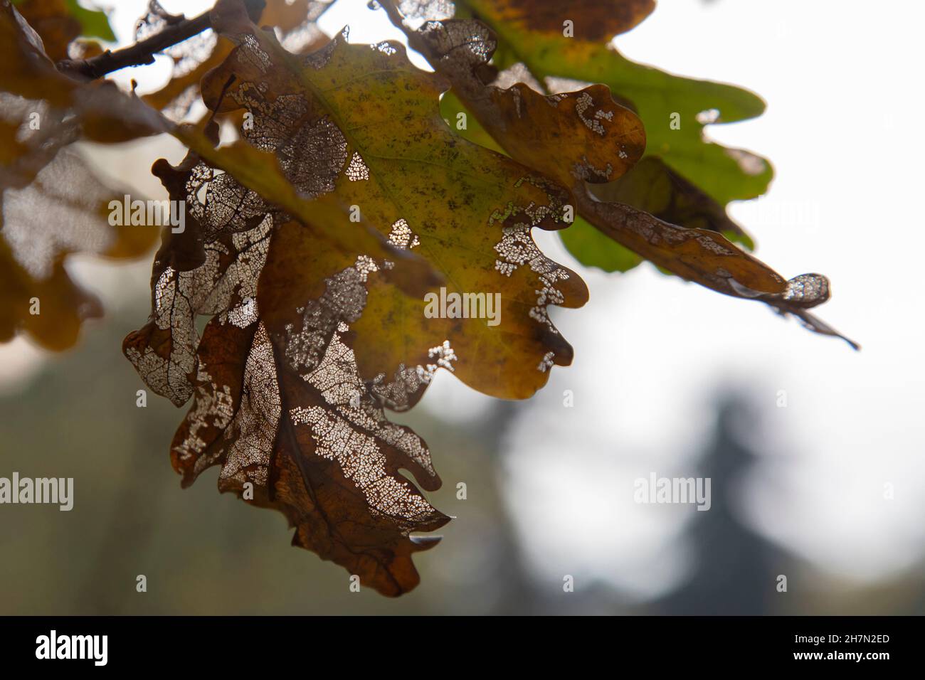 Almost transparent background hi-res stock photography and images - Alamy
