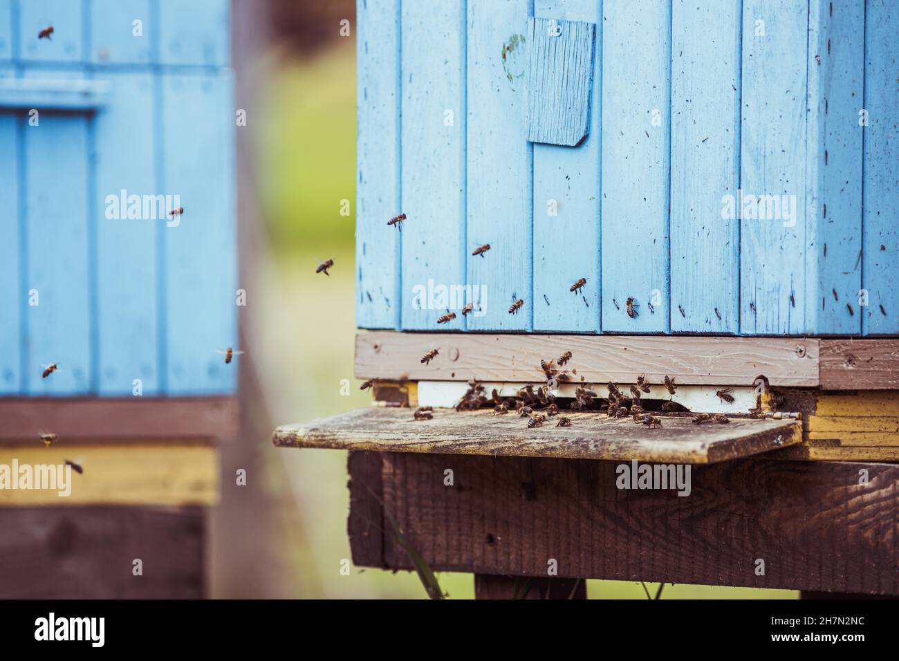 Poland animals hi-res stock photography and images - Alamy