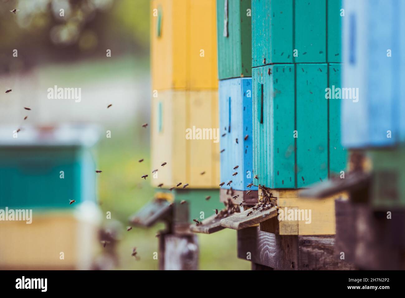 Bees fly in front hive hi-res stock photography and images - Alamy