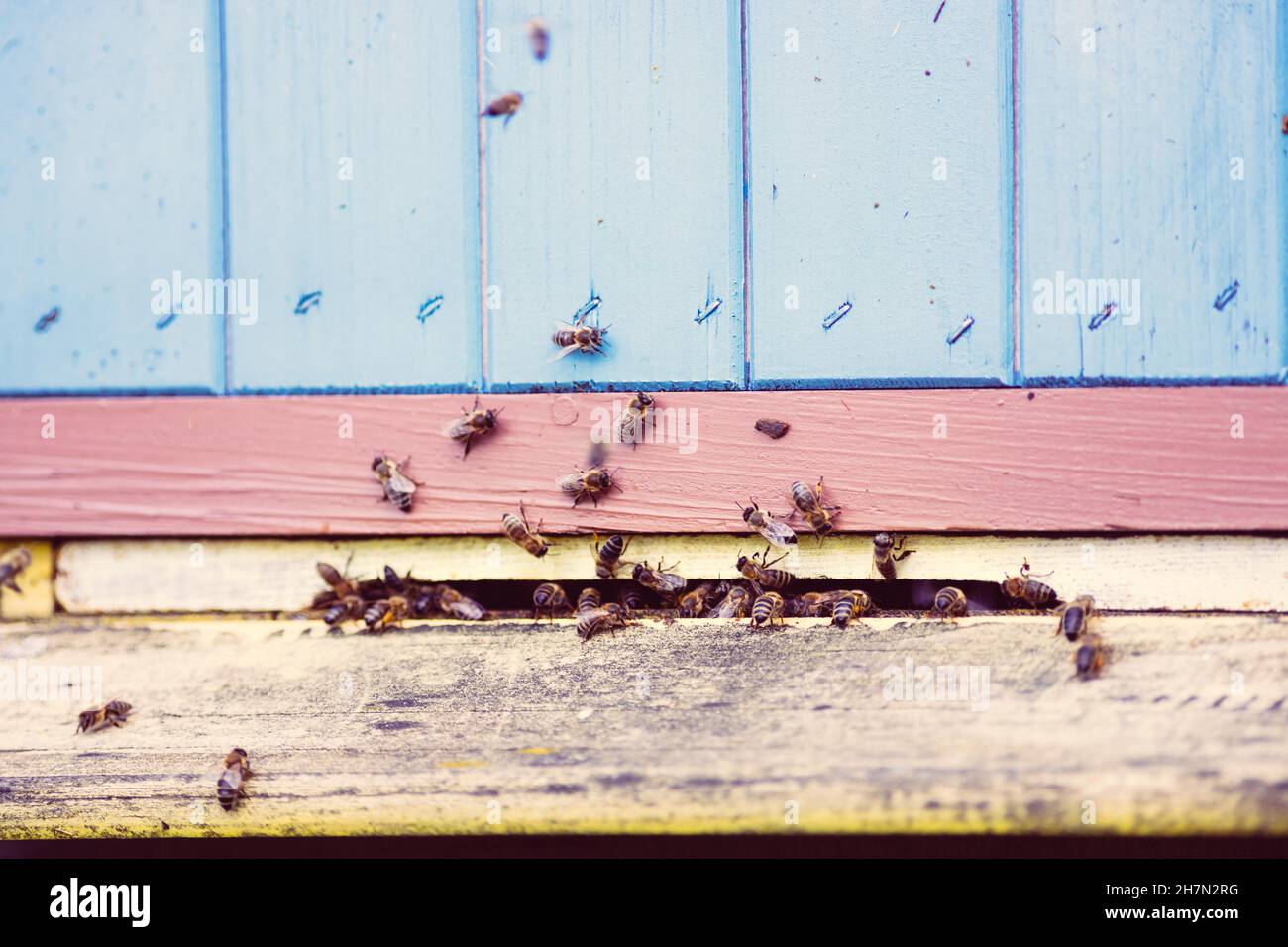 Poland animals hi-res stock photography and images - Alamy