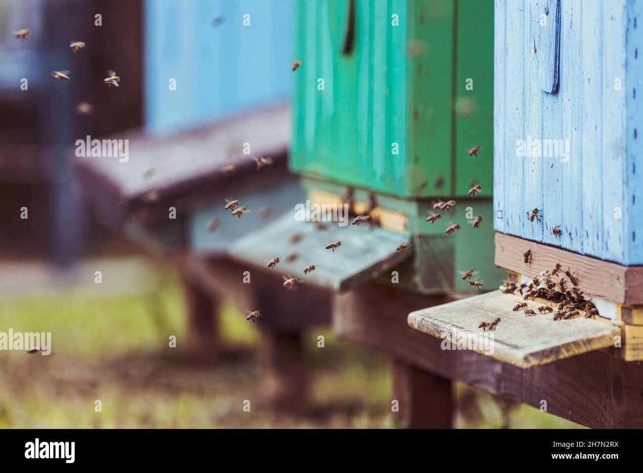 Bees (Apis mellifera), swarm, apiary, hive, honey, podkarpackie, Poland ...