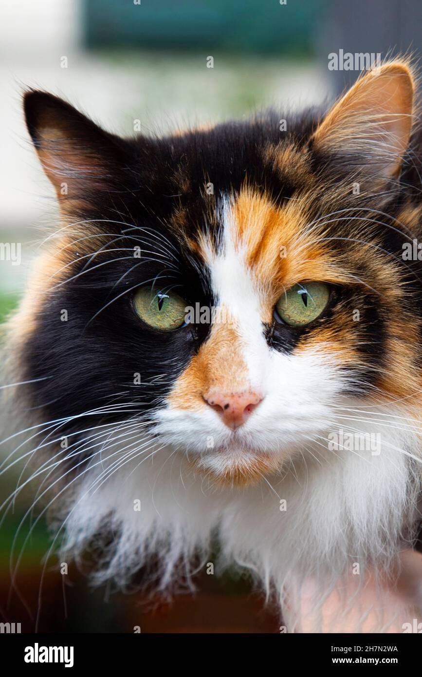 portrait of a three-colored cat that brings good luck in Italy Stock ...