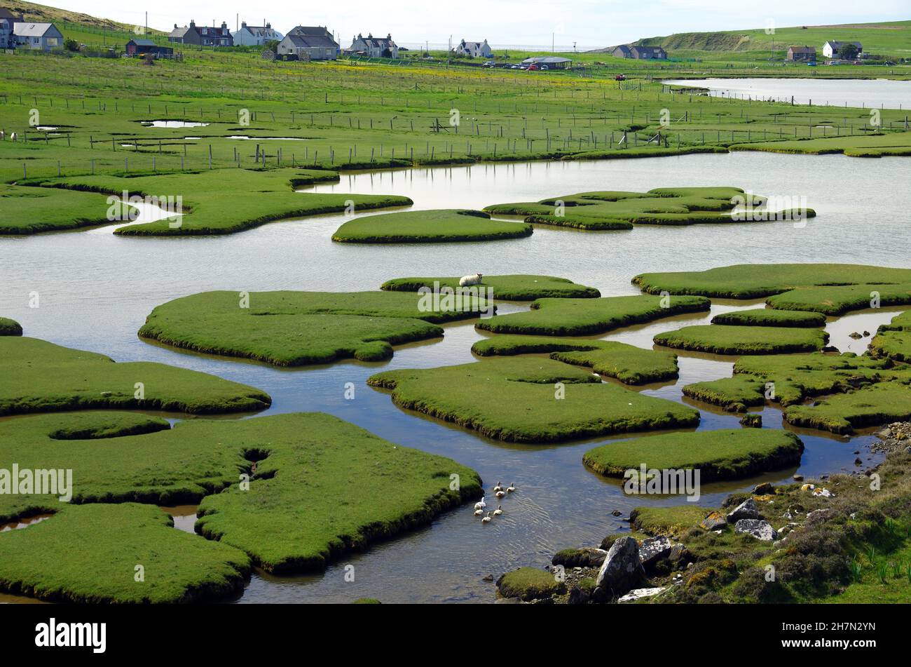 Waterfowl in a tidal landscape with small islands, Isle of Harris, West ...