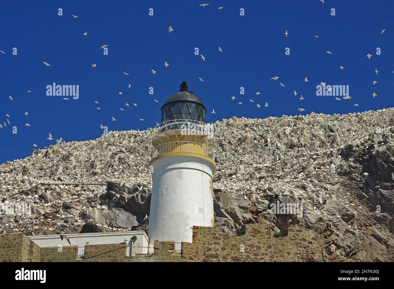 Lighthouse and bird cliff with gannets, Bass Rock, North Berwick ...