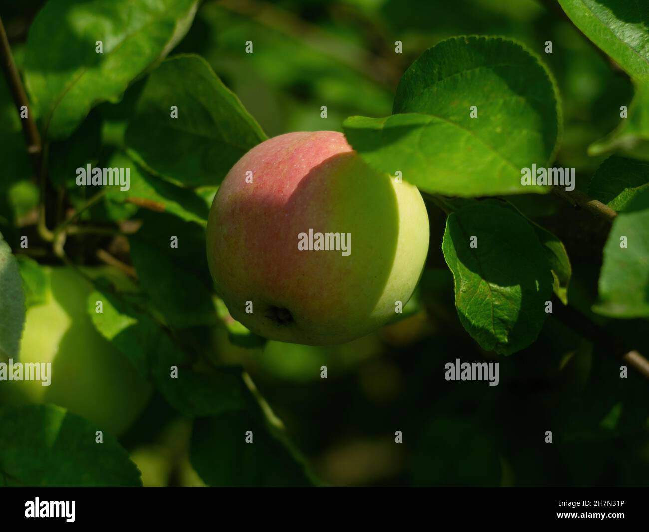 Apple with a small apple on a branch on a hi-res stock photography and ...