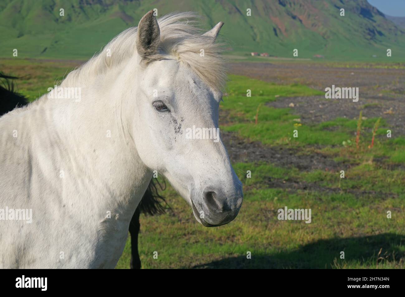 Icelandic horse looking at the camera, grey horse, Vik, South Iceland ...