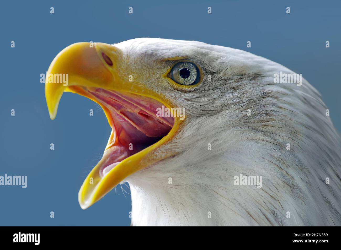 Head of a bald eagle with open beak, heraldic bird, Alaska, USA Stock ...