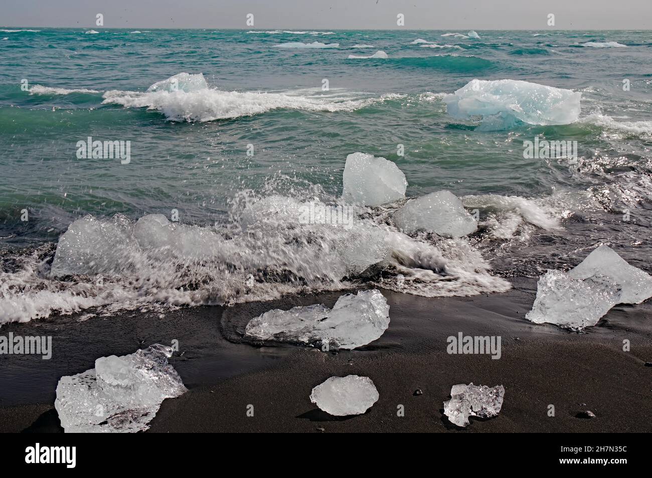 Pieces of ice floating in the sea and lying on a dark sandy beach ...