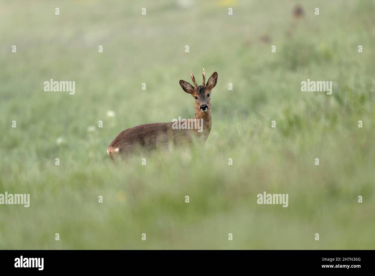 European roe deer (Capreolus capreolus) standing half-hidden in a ...