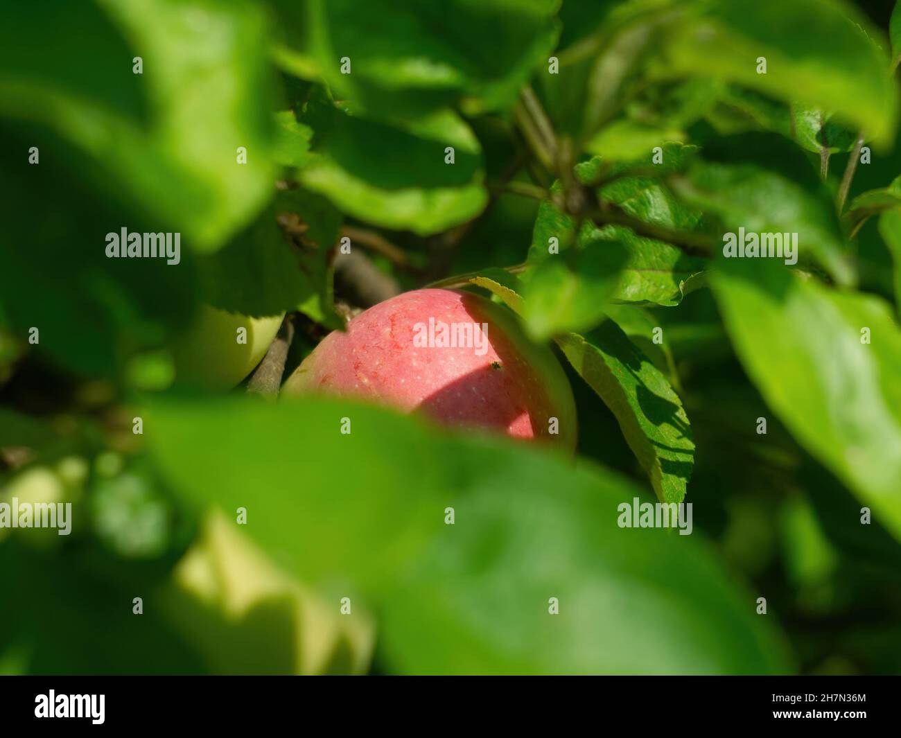 Apple with a small apple on a branch on a hi-res stock photography and ...