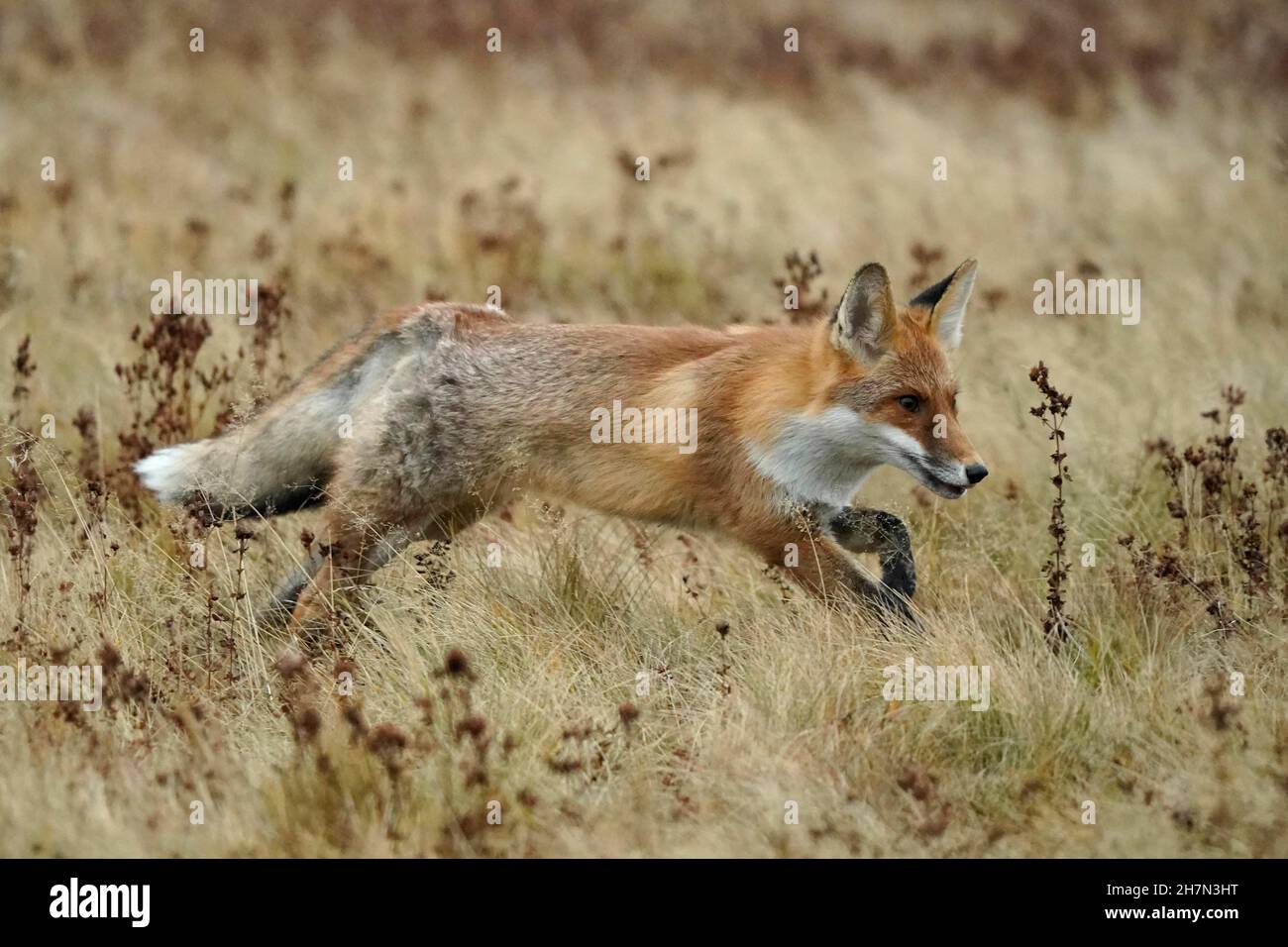 Red fox (Vulpes vulpes) running in a meadow, Czech Republic Stock Photo - Alamy