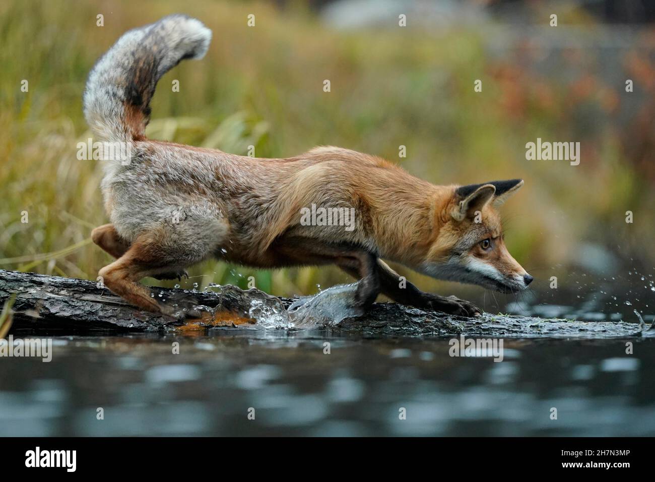 Red fox (Vulpes vulpes) standing on the bank by a pond, Czech Republic Stock Photo - Alamy