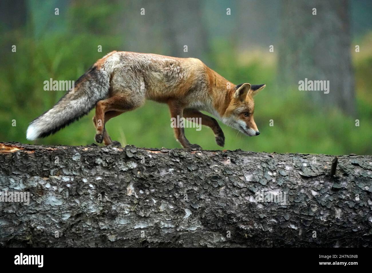 Red fox (Vulpes vulpes) walking on a tree trunk, Czech Republic Stock ...
