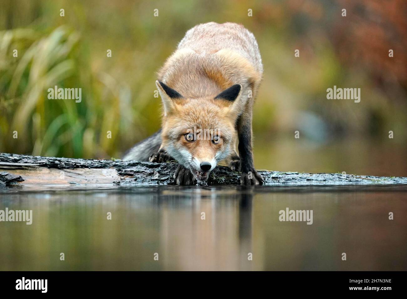 Red fox (Vulpes vulpes) standing on the bank by a pond, Czech Republic Stock Photo - Alamy