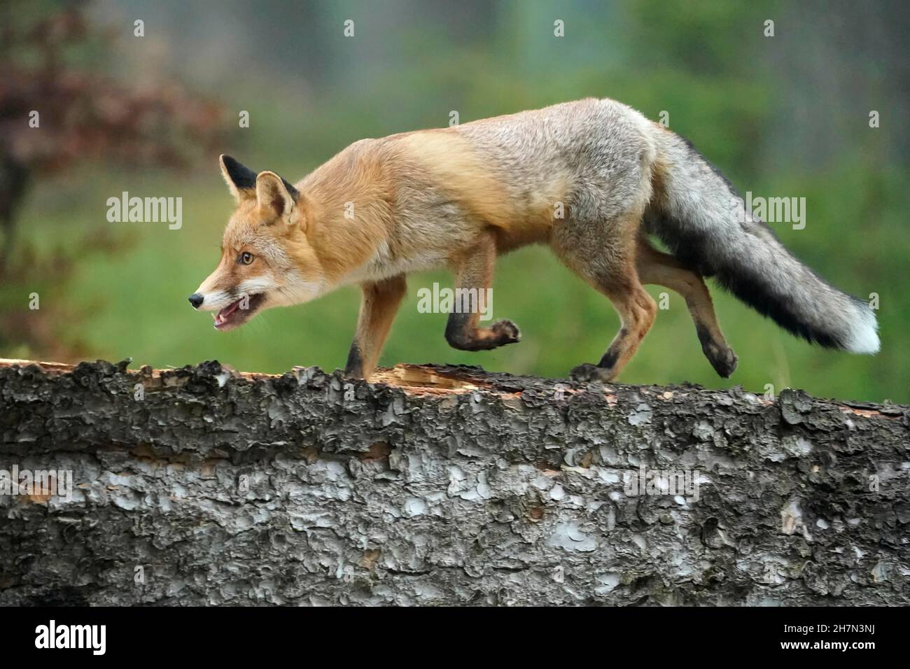 Red fox (Vulpes vulpes) walking on a tree trunk, Czech Republic Stock ...