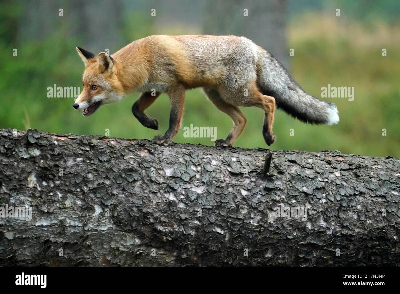 Red fox (Vulpes vulpes) walking on a tree trunk, Czech Republic Stock ...