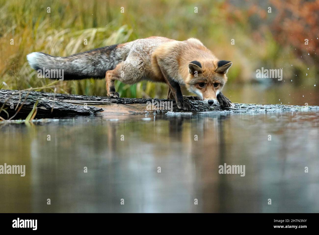 Red fox (Vulpes vulpes) standing on the bank by a pond, Czech Republic Stock Photo - Alamy