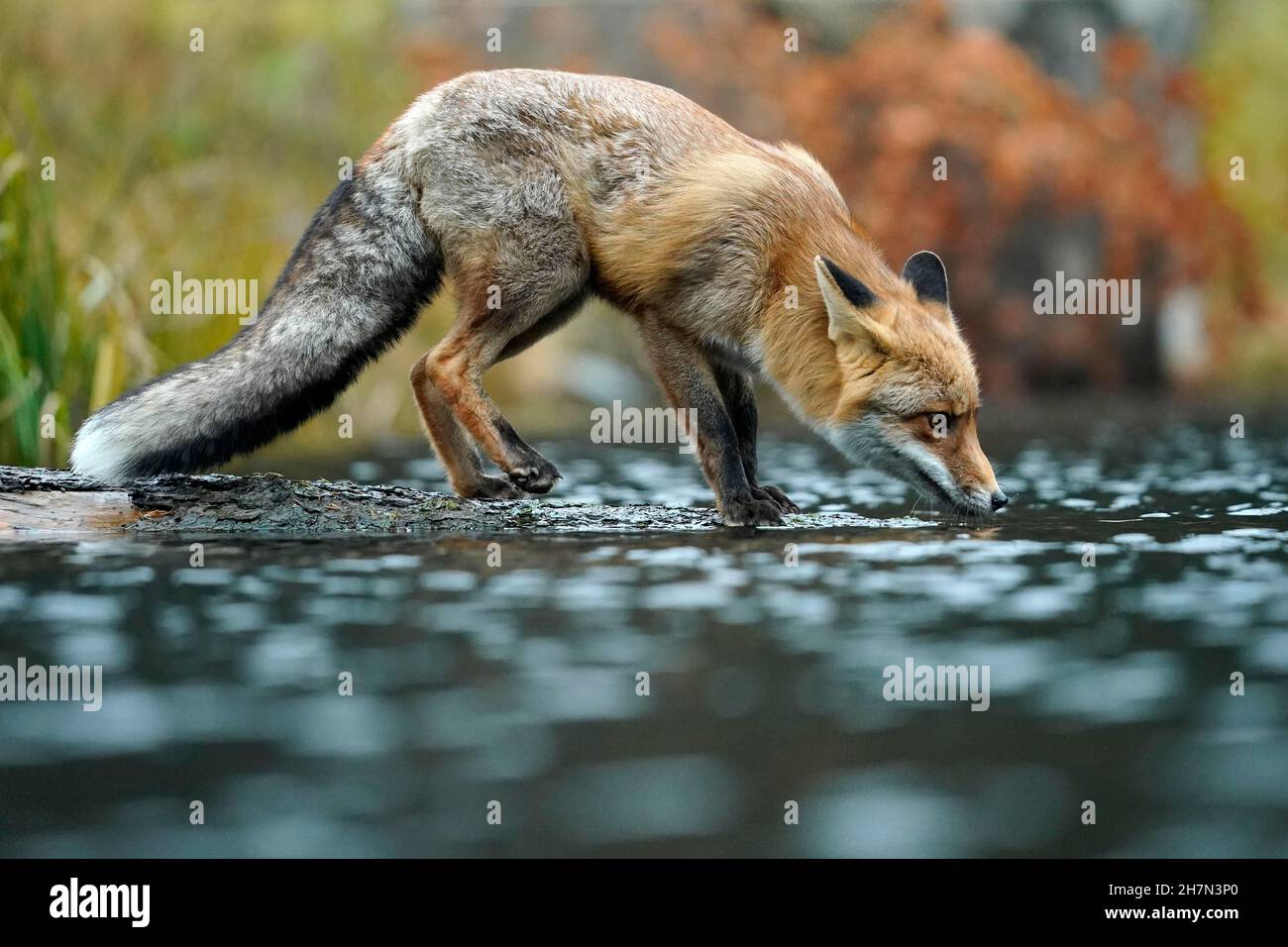 Red fox (Vulpes vulpes) standing on the bank by a pond, Czech Republic ...