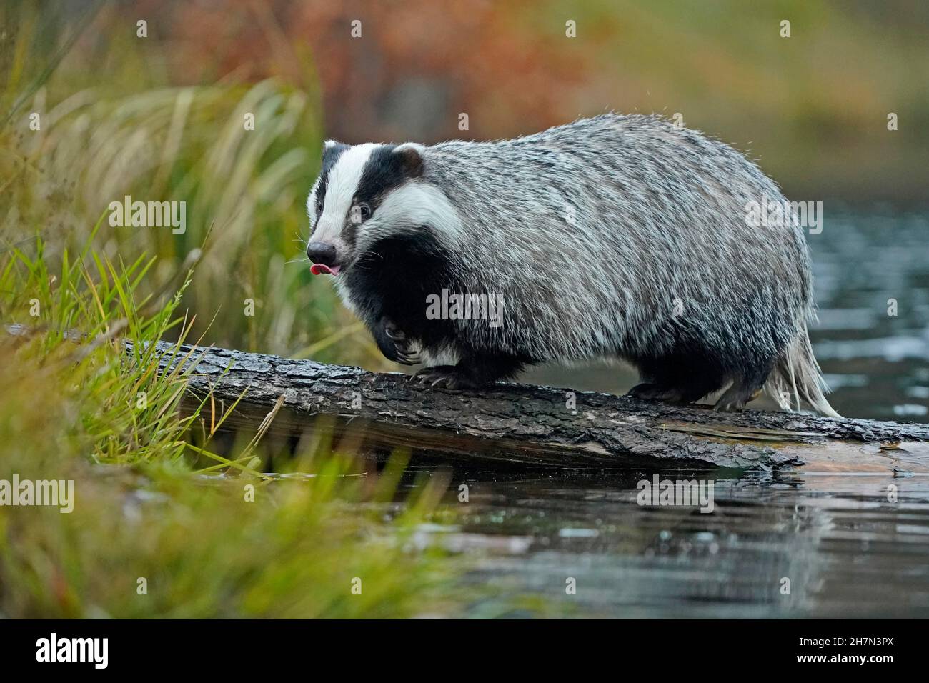 European badger (Meles meles), on the bank by a pond, Czech Republic ...