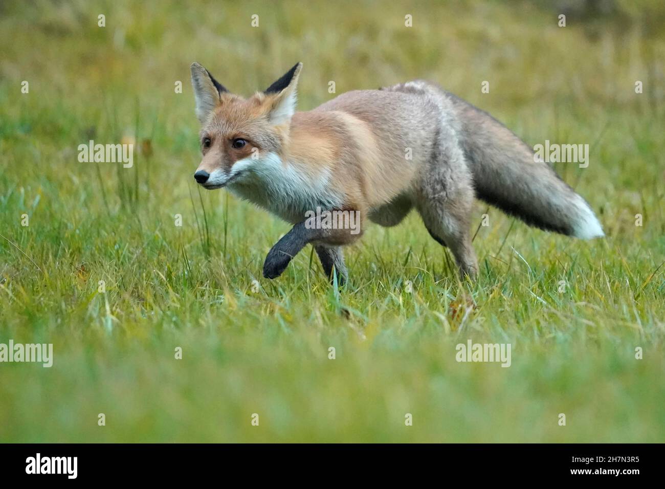 Red fox (Vulpes vulpes) running in a meadow, Czech Republic Stock Photo - Alamy