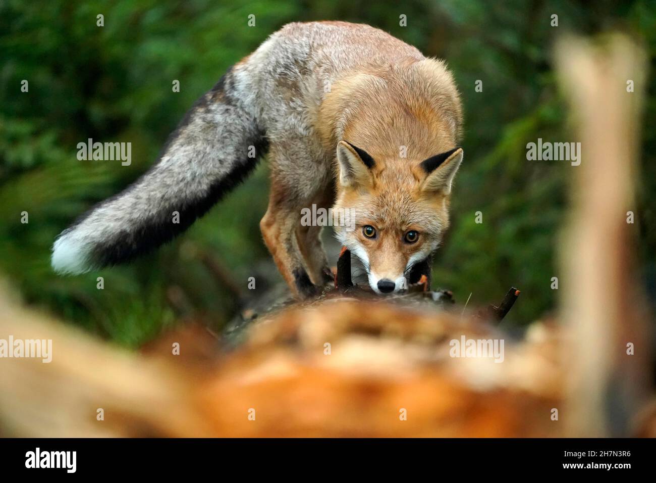 Red fox (Vulpes vulpes) walking on a tree trunk, Czech Republic Stock ...