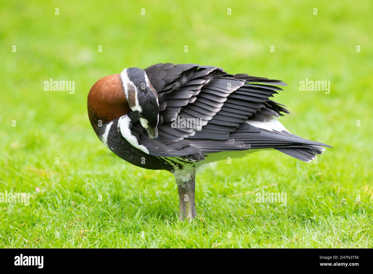 Red-breasted Goose (Branta ruficollis). Immature, juvenile bird ...