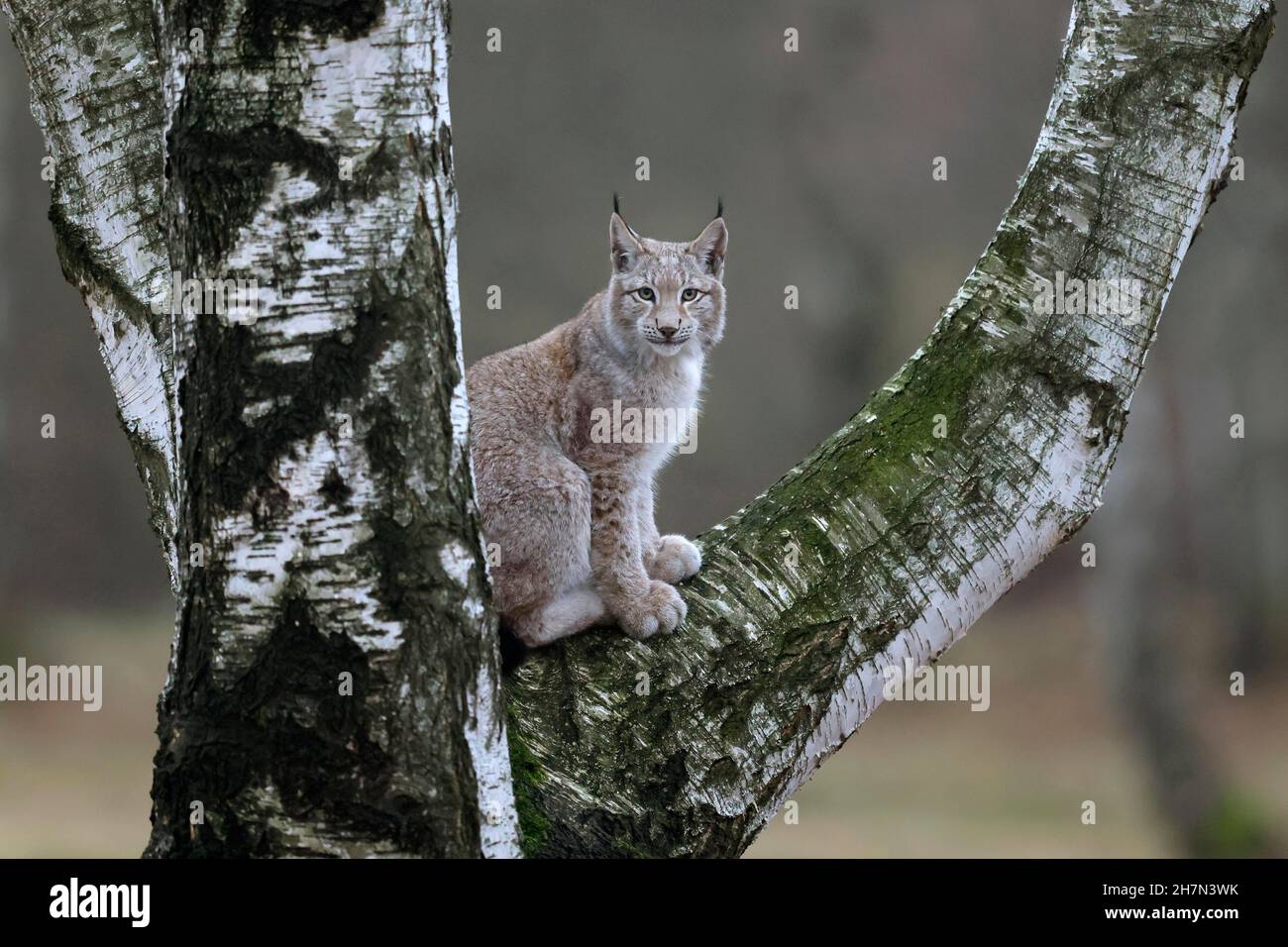 Eurasian lynx (Lynx lynx), standing on a branch, Czech Republic Stock ...