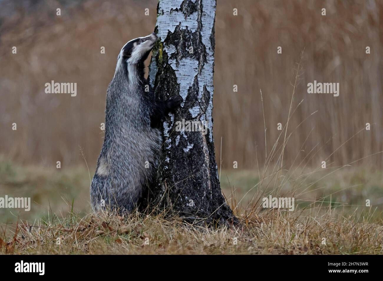 European badger (Meles meles), standing by a tree, Czech Republic Stock ...