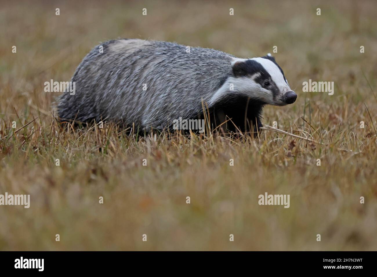 European badger (Meles meles), running in a meadow, Czech Republic ...