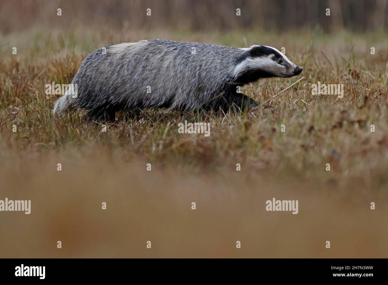 European badger (Meles meles), running in a meadow, Czech Republic ...
