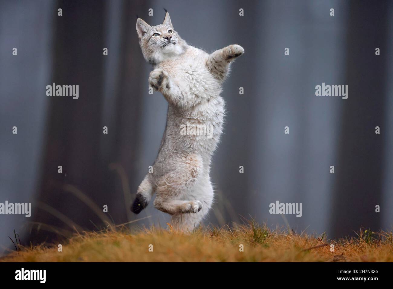 Eurasian lynx (Lynx lynx), jumping in a forest, Czech Republic Stock ...