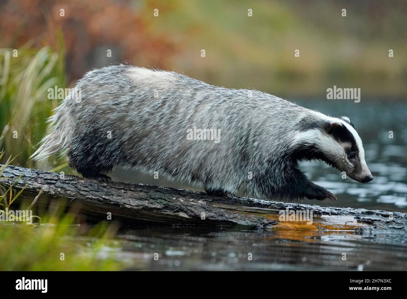 European badger (Meles meles), on the bank by a pond, Czech Republic ...